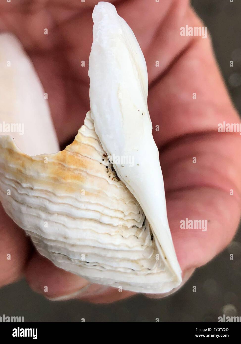 Rough piddock hi-res stock photography and images - Alamy