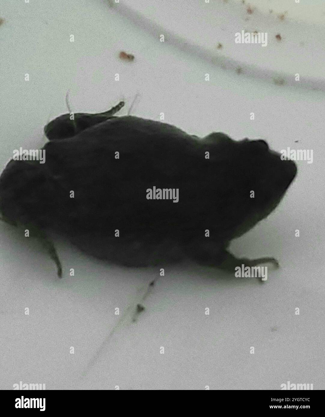 Eastern Narrow-mouthed Toad (Gastrophryne carolinensis Stock Photo - Alamy