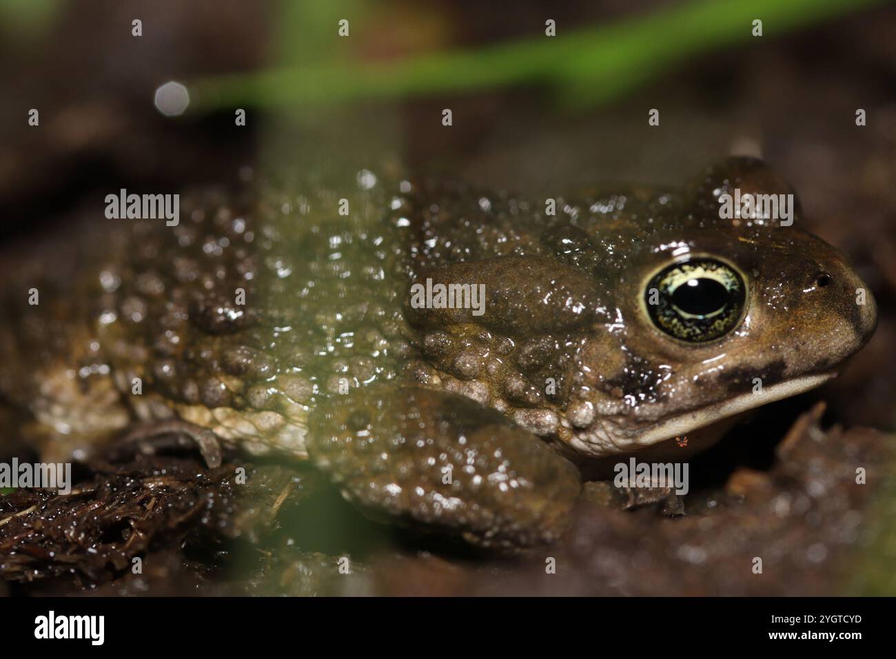 Sand Toad (Vandijkophrynus angusticeps Stock Photo - Alamy