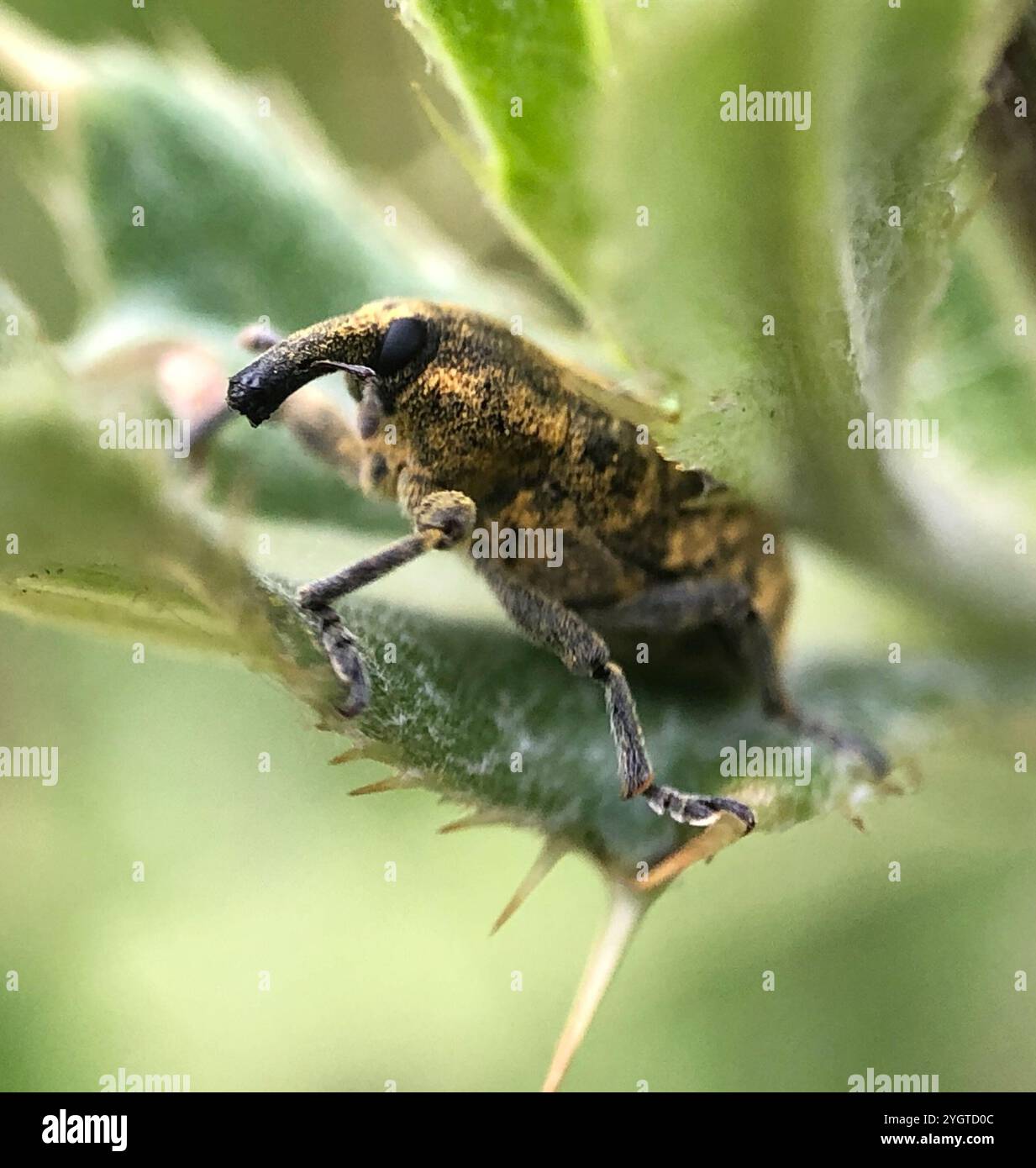 Carlinae hi-res stock photography and images - Alamy