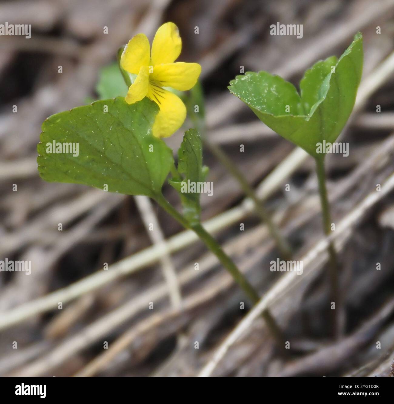 stream violet (Viola glabella Stock Photo - Alamy