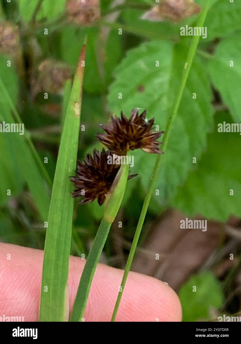 dagger rush (Juncus ensifolius Stock Photo - Alamy