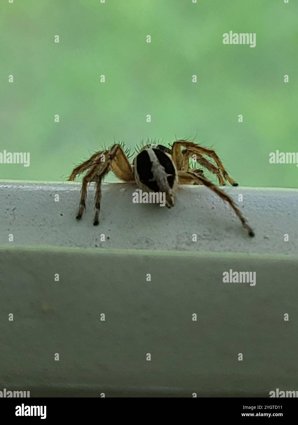 Pantropical Jumping Spider (Plexippus paykulli Stock Photo - Alamy