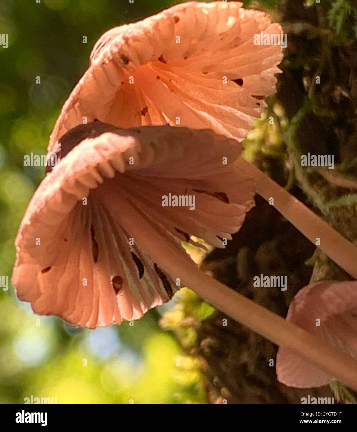 Bleeding Fairy Helmet (Mycena haematopus Stock Photo - Alamy