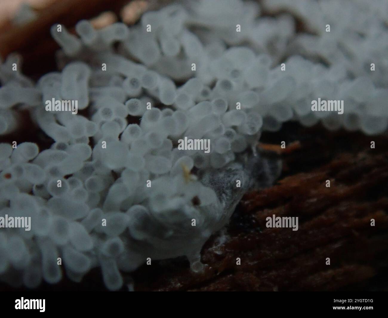 Honeycomb Coral Slime Mold (Ceratiomyxa fruticulosa Stock Photo - Alamy