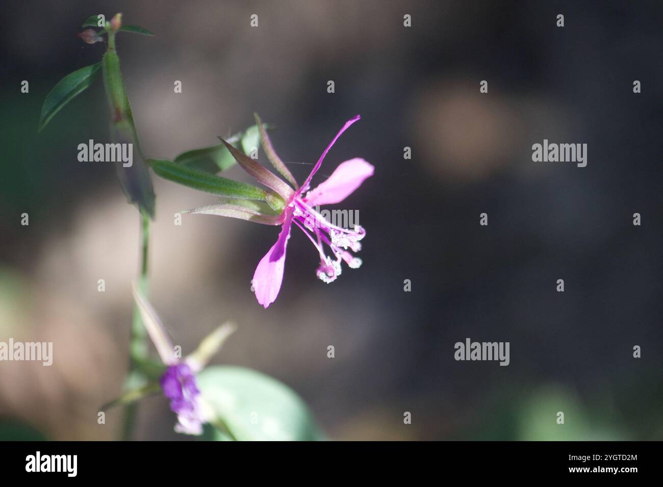 diamond clarkia (Clarkia rhomboidea Stock Photo - Alamy