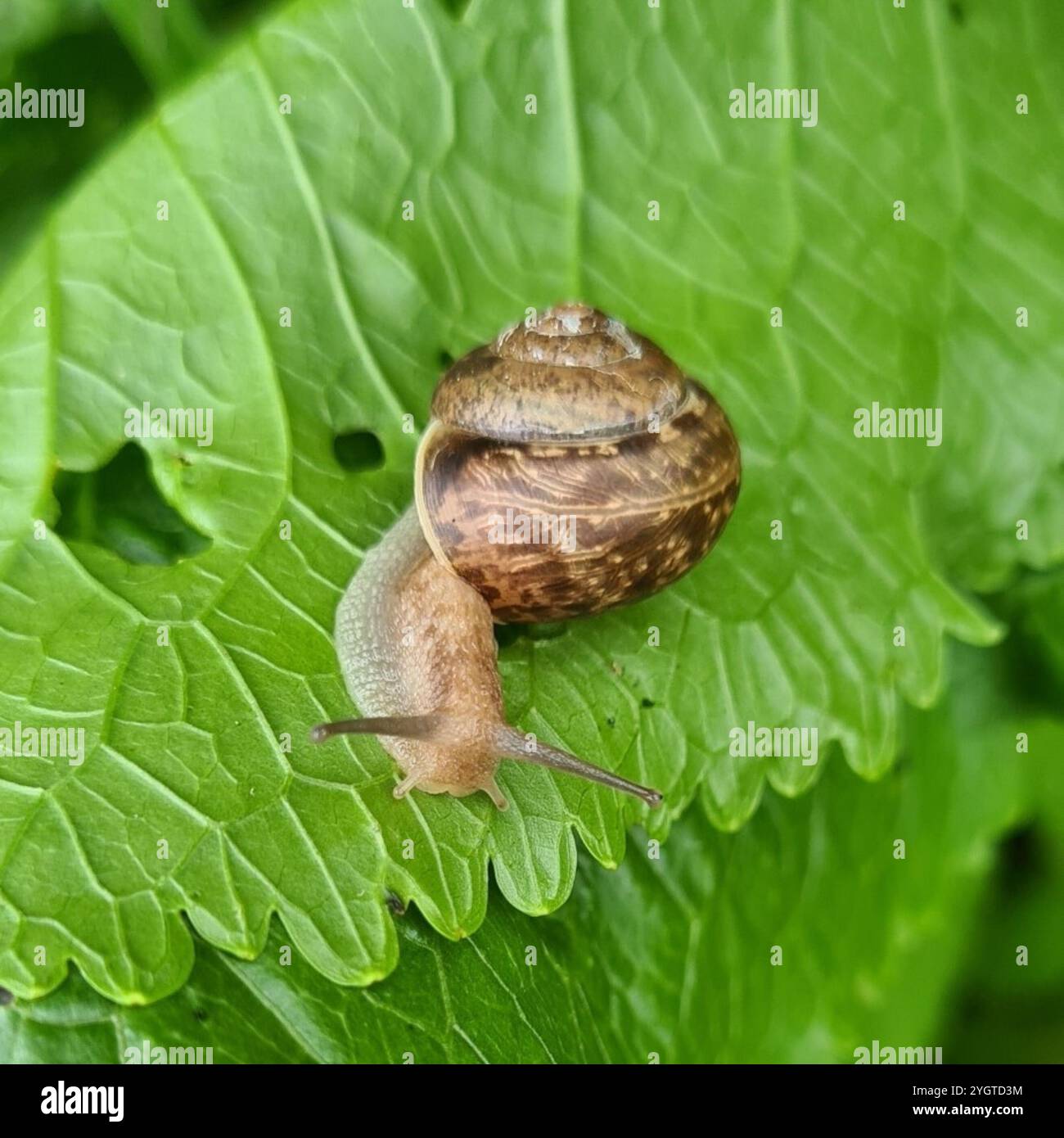 Bush snail (Fruticicola fruticum Stock Photo - Alamy