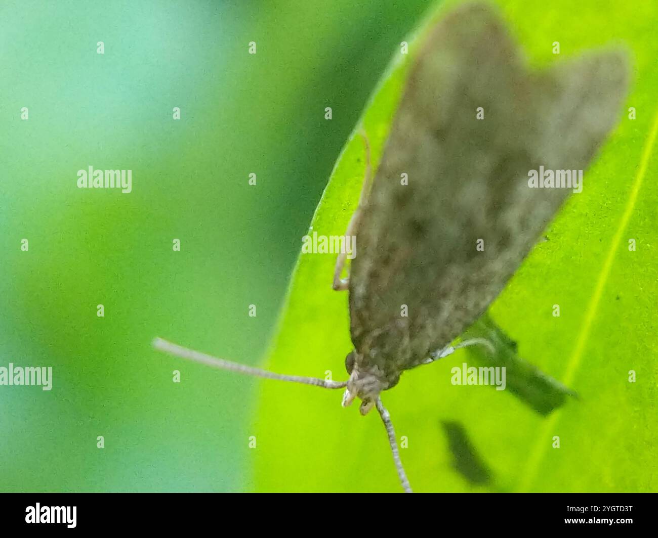 Curved-horn Moths (Gelechioidea Stock Photo - Alamy