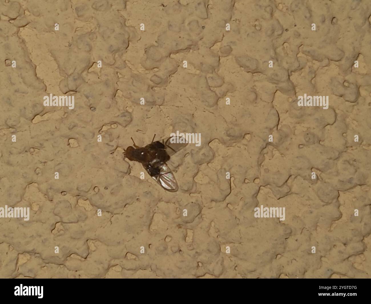 Spectacled Berry Fly (Anomoia purmunda Stock Photo - Alamy