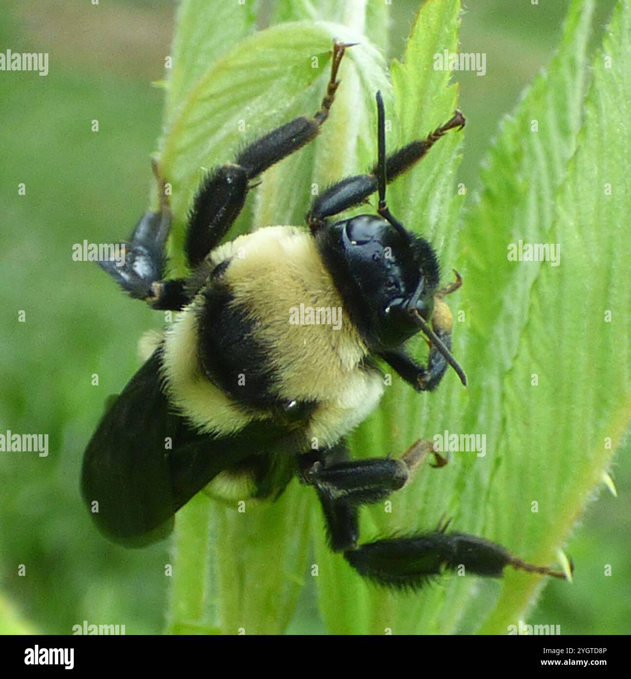 Southern Plains Bumble Bee (Bombus fraternus Stock Photo - Alamy