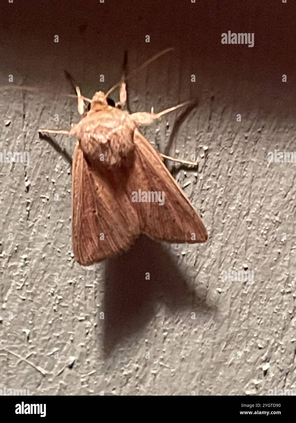 Lesser Wainscot (Mythimna oxygala Stock Photo - Alamy