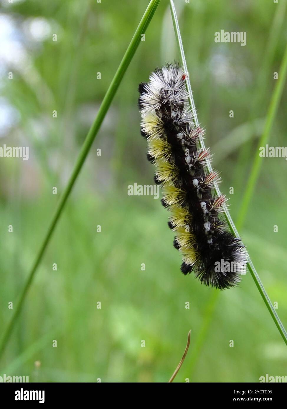 Virginia ctenucha moth virginica hi-res stock photography and images ...