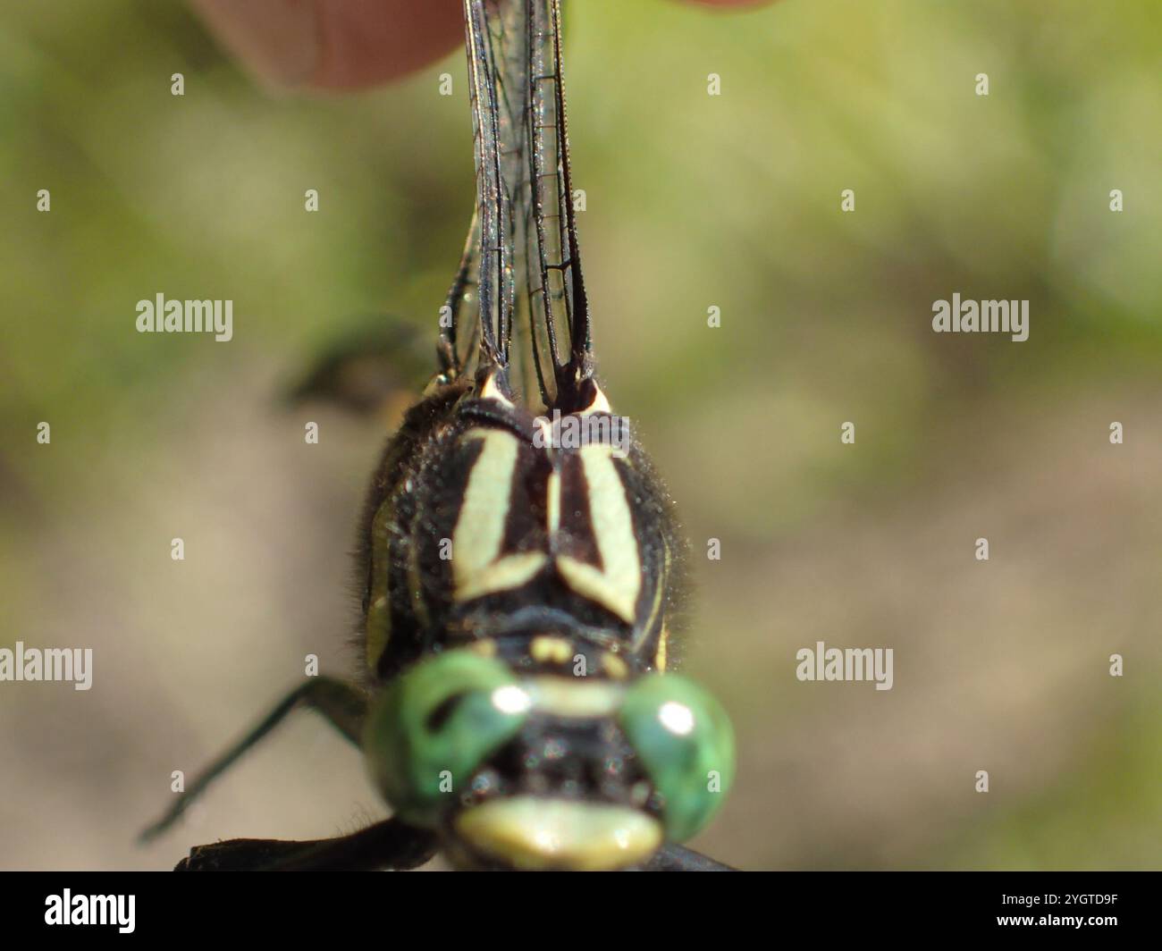 Cobra Clubtail (Gomphurus vastus Stock Photo - Alamy