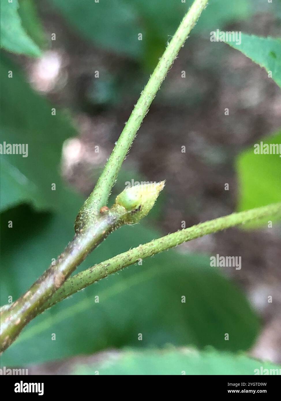 sand hickory (Carya pallida Stock Photo - Alamy