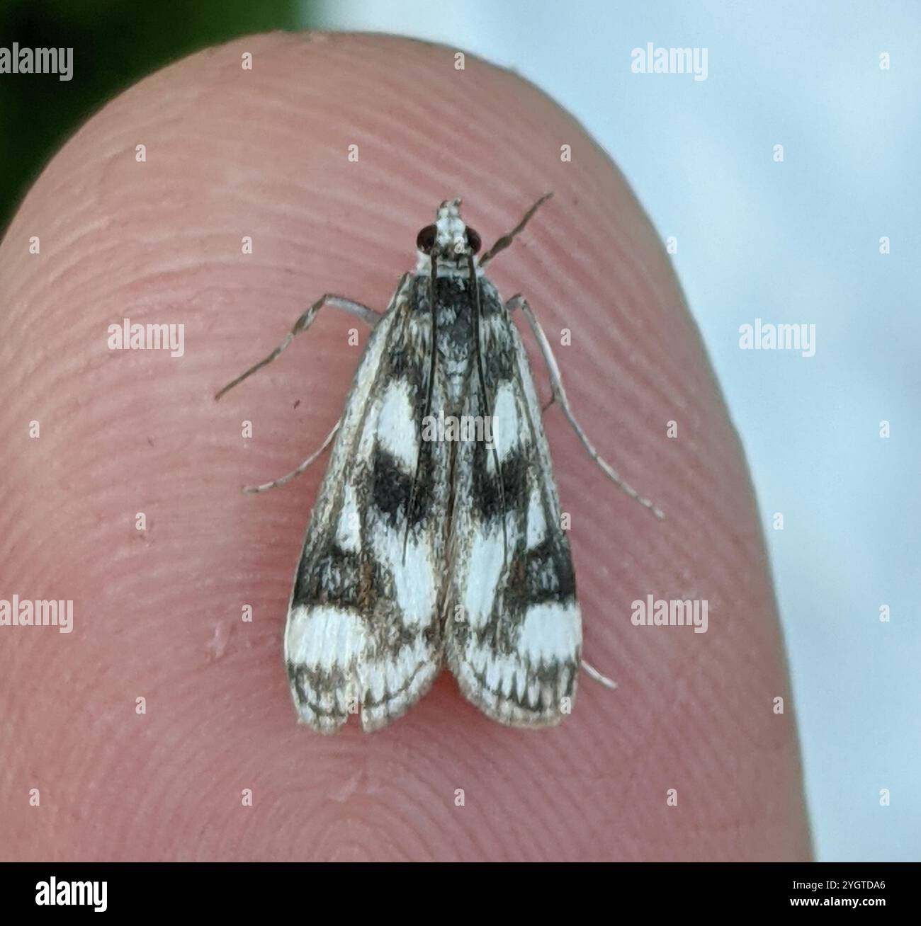 Polymorphic Pondweed Moth (Parapoynx maculalis Stock Photo - Alamy
