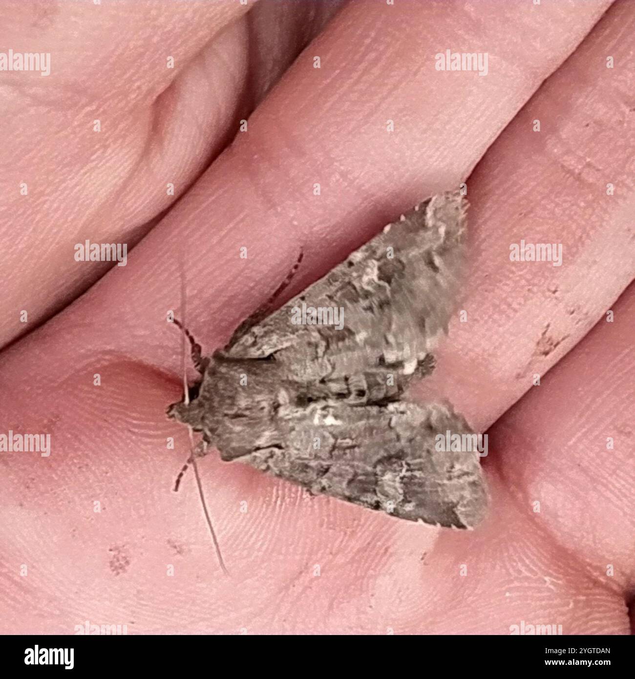 Sordens hi-res stock photography and images - Alamy