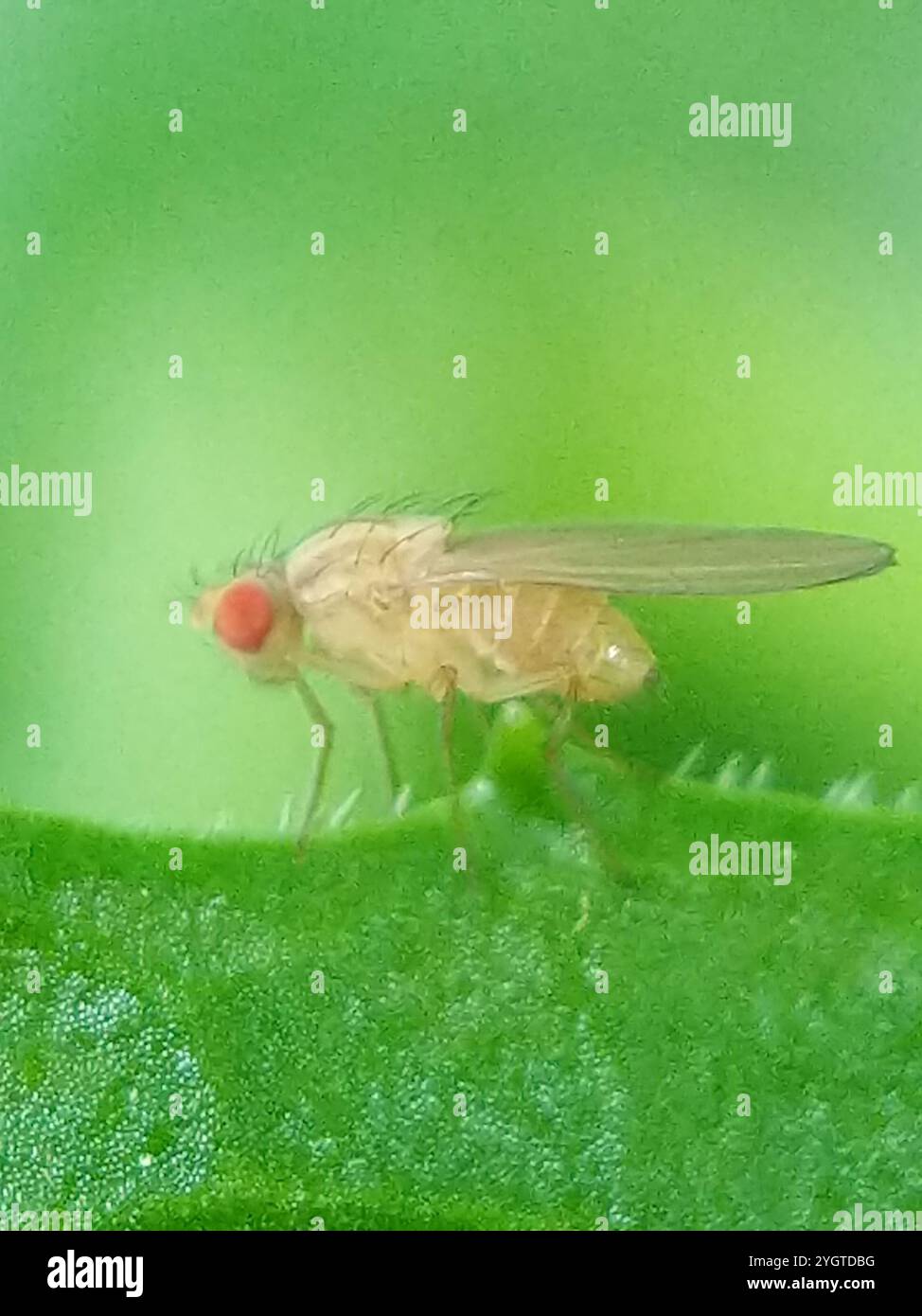 Scaptomyza hi-res stock photography and images - Alamy