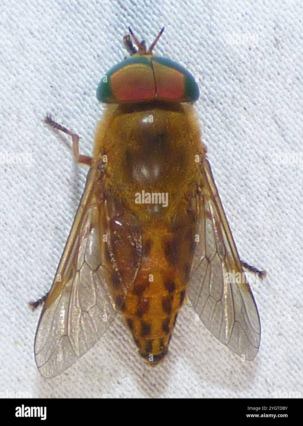 True Horse Flies (Tabanus Stock Photo - Alamy