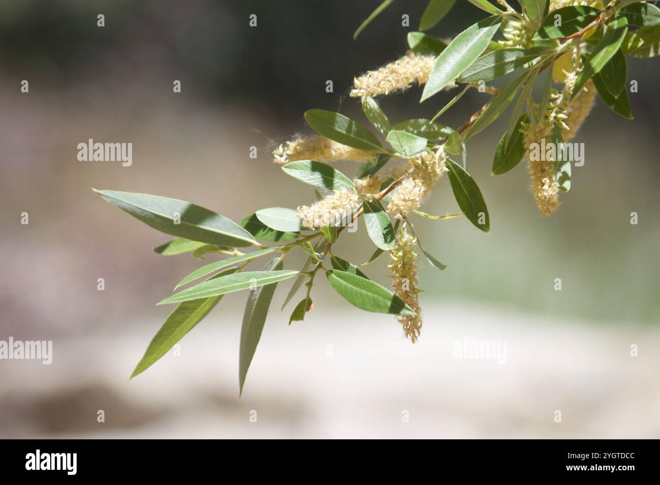 red willow (Salix laevigata Stock Photo - Alamy
