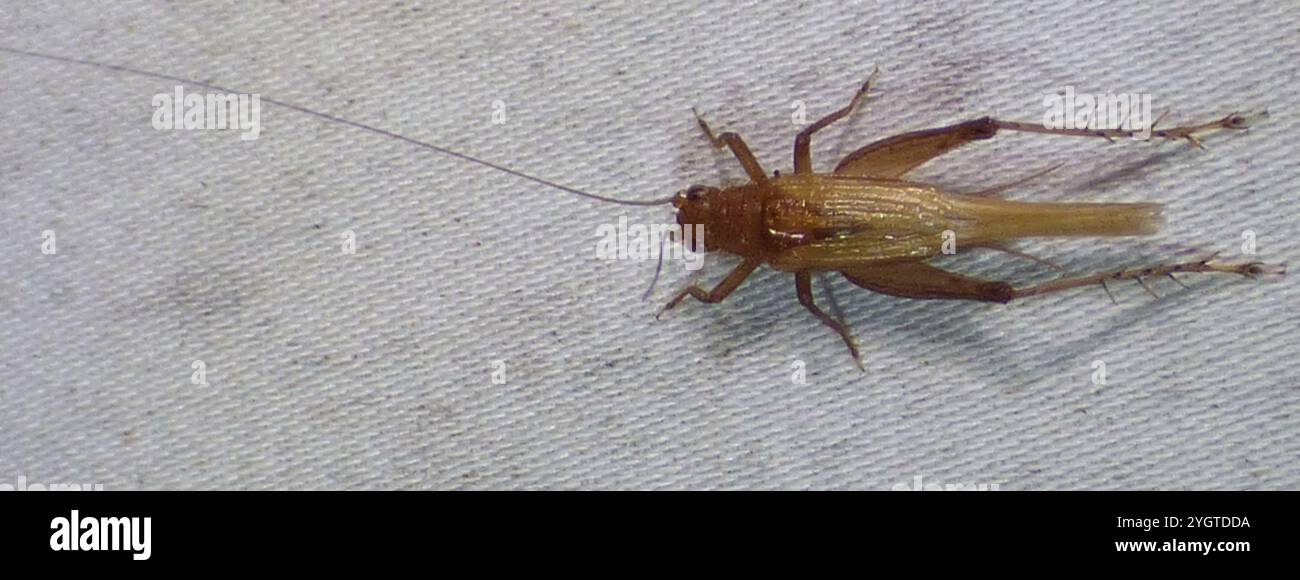 Brown Sword-tail Crickets (Anaxipha Stock Photo - Alamy