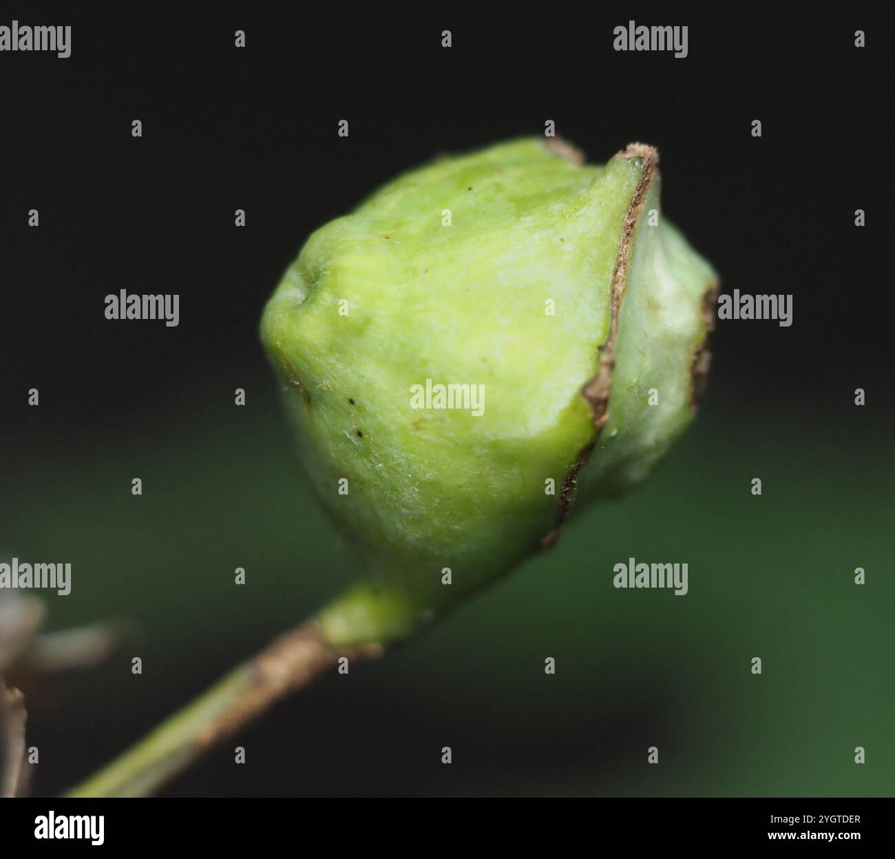 Oak Petiole Gall Wasp (Andricus quercuspetiolicola Stock Photo - Alamy