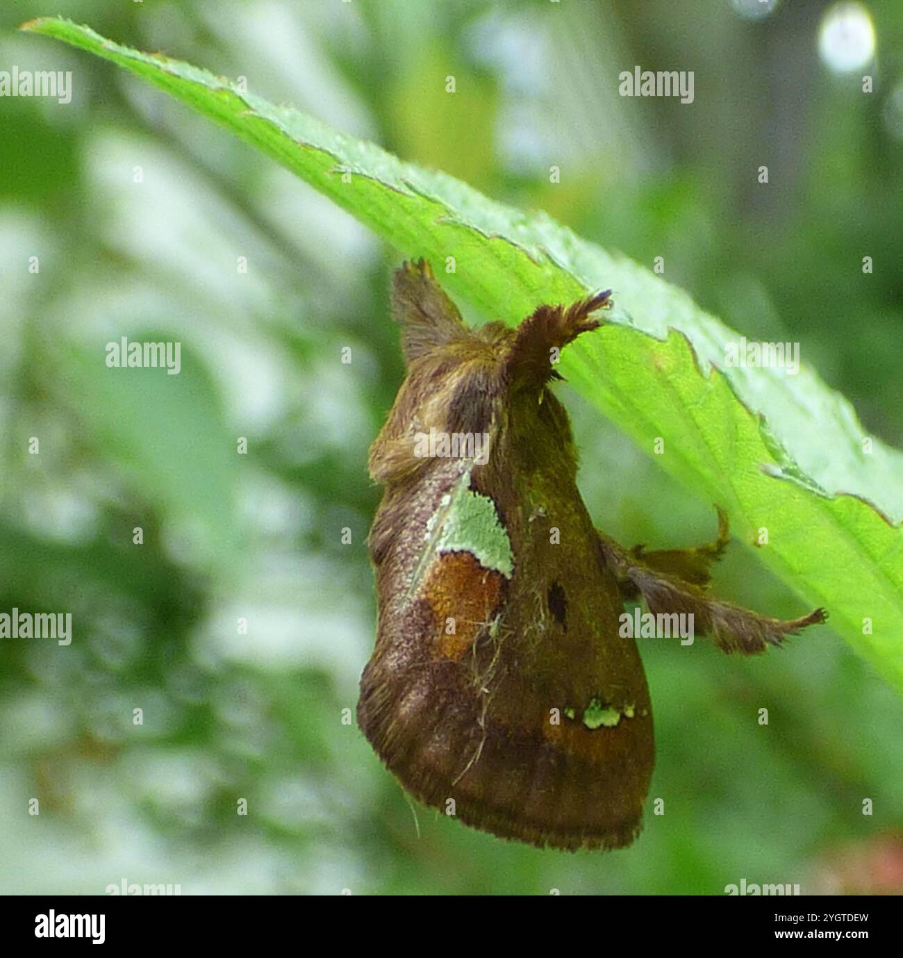 Spiny Oak-slug Moth (Euclea delphinii Stock Photo - Alamy