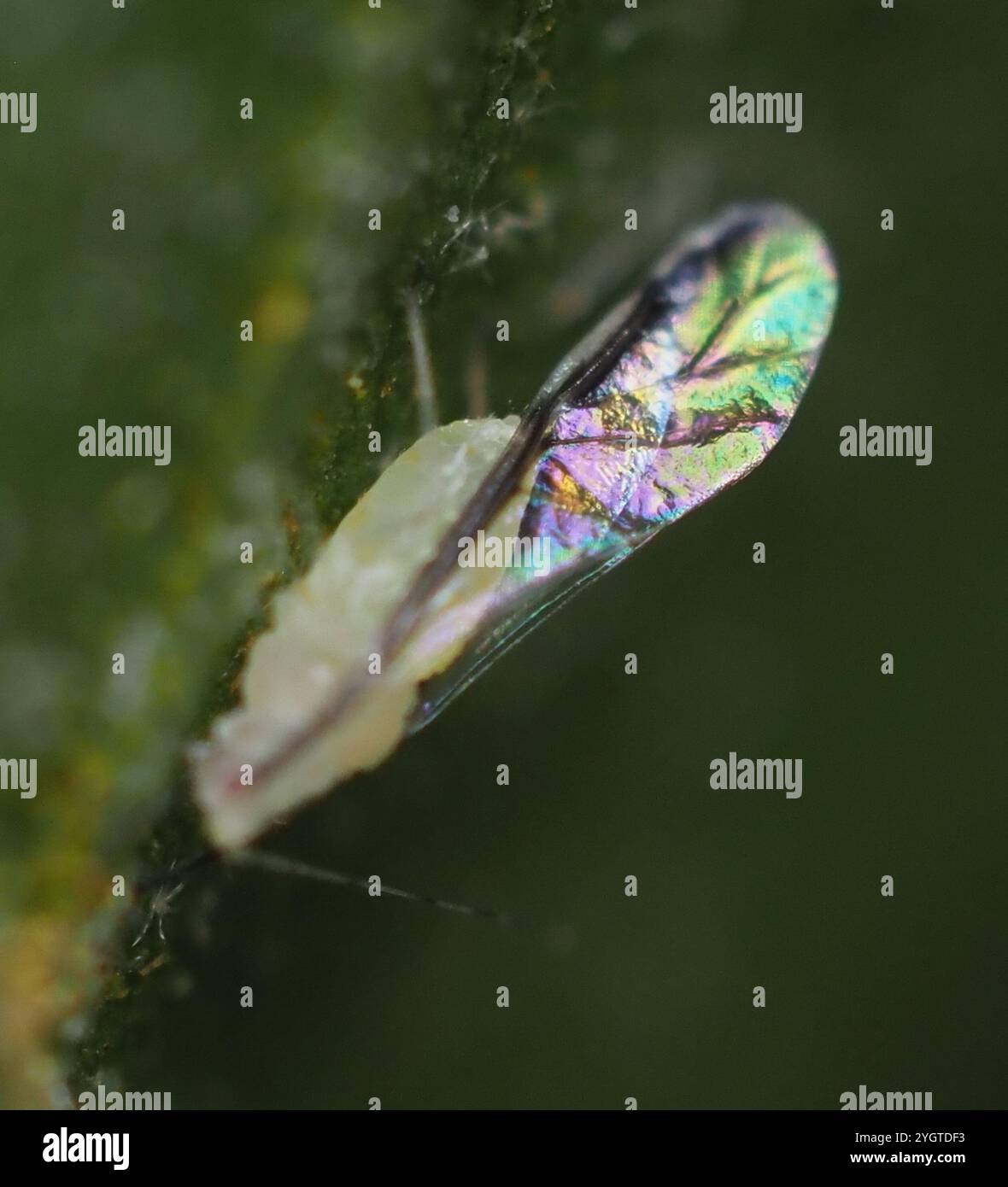 Black-bordered oak aphid (Lineomyzocallis walshii Stock Photo - Alamy