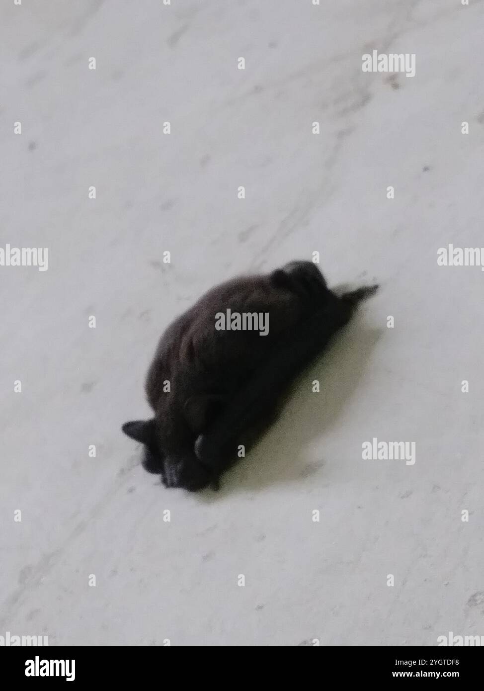 Evening bat nycticeius humeralis hi-res stock photography and images ...