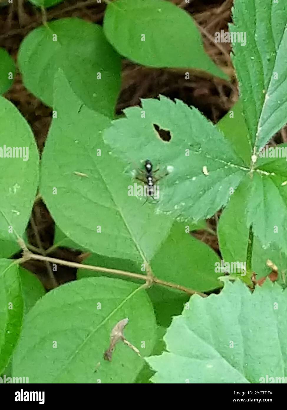 Ants, Bees, and Stinging Wasps (Aculeata Stock Photo - Alamy