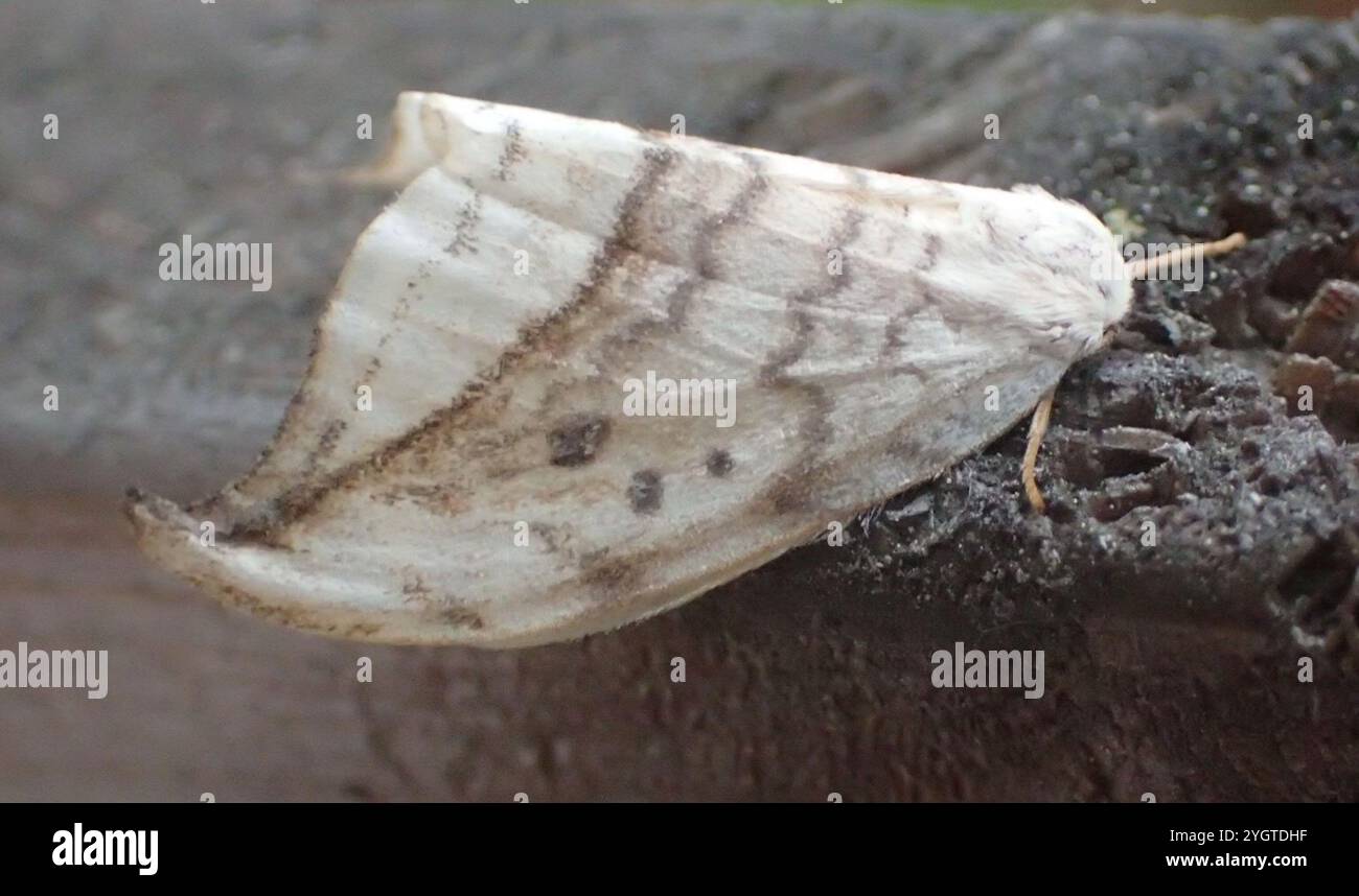 Arched Hooktip Moth (Drepana arcuata Stock Photo - Alamy