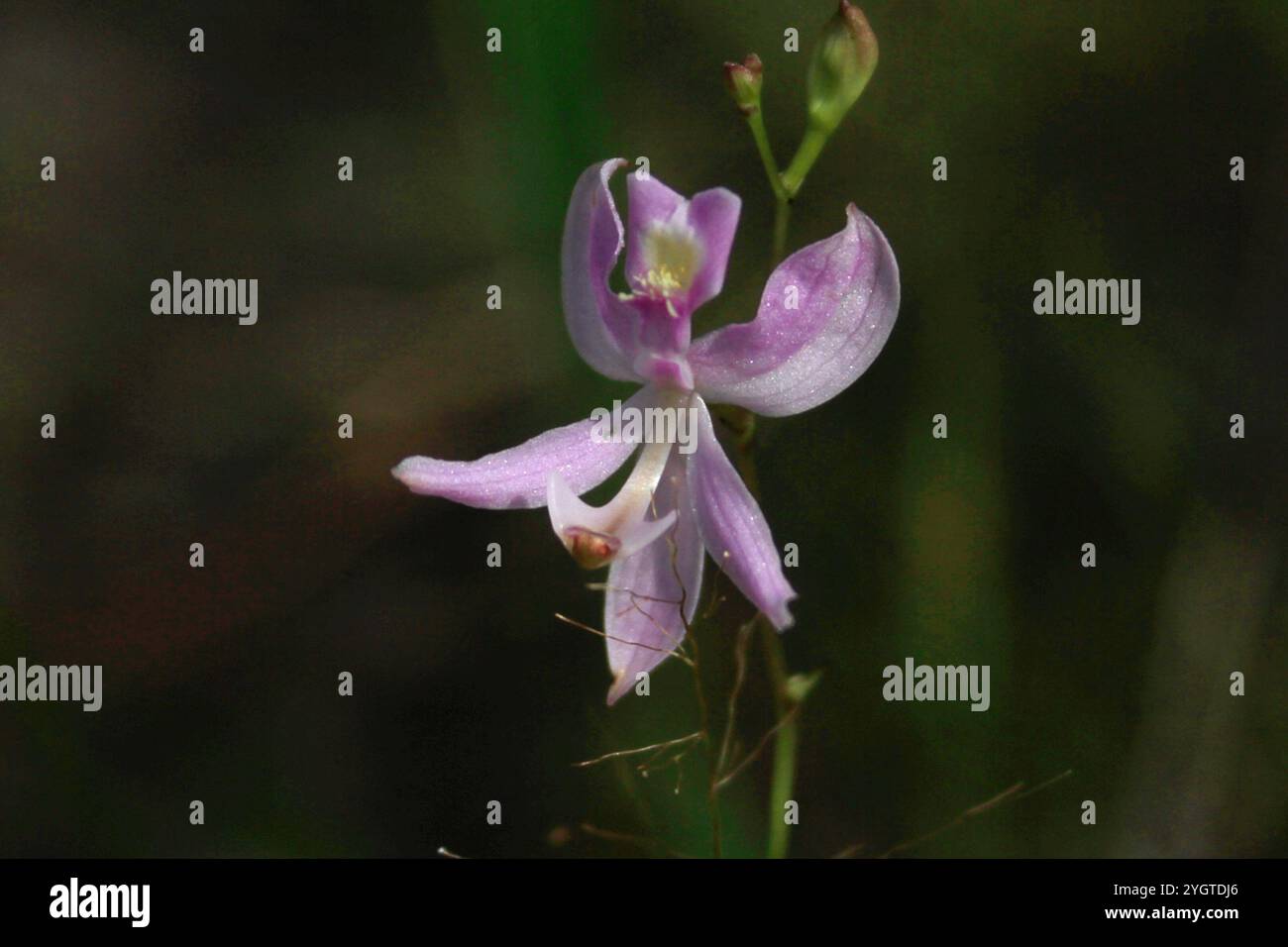 Pale Grasspink (Calopogon pallidus Stock Photo - Alamy