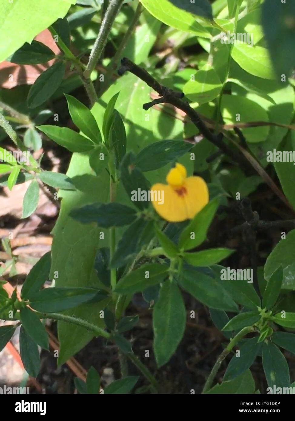 sidebeak pencilflower (Stylosanthes biflora Stock Photo - Alamy
