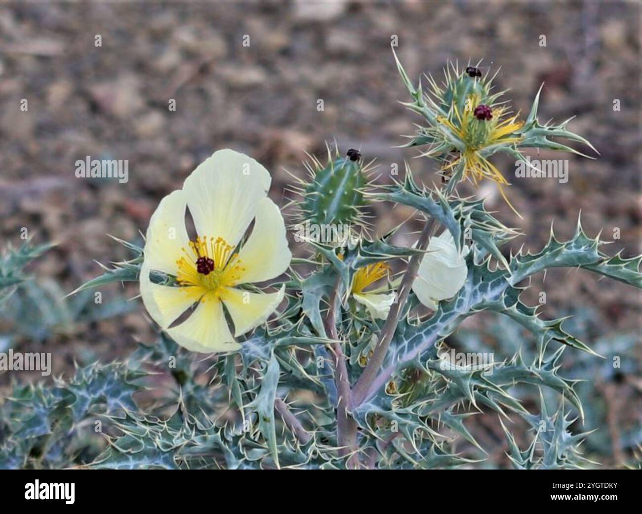 Mexican Poppy (Argemone ochroleuca Stock Photo - Alamy