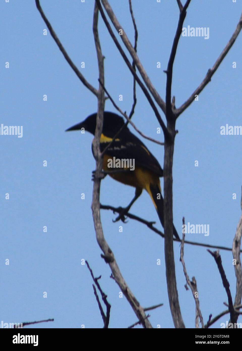 Scott's Oriole (Icterus parisorum Stock Photo - Alamy