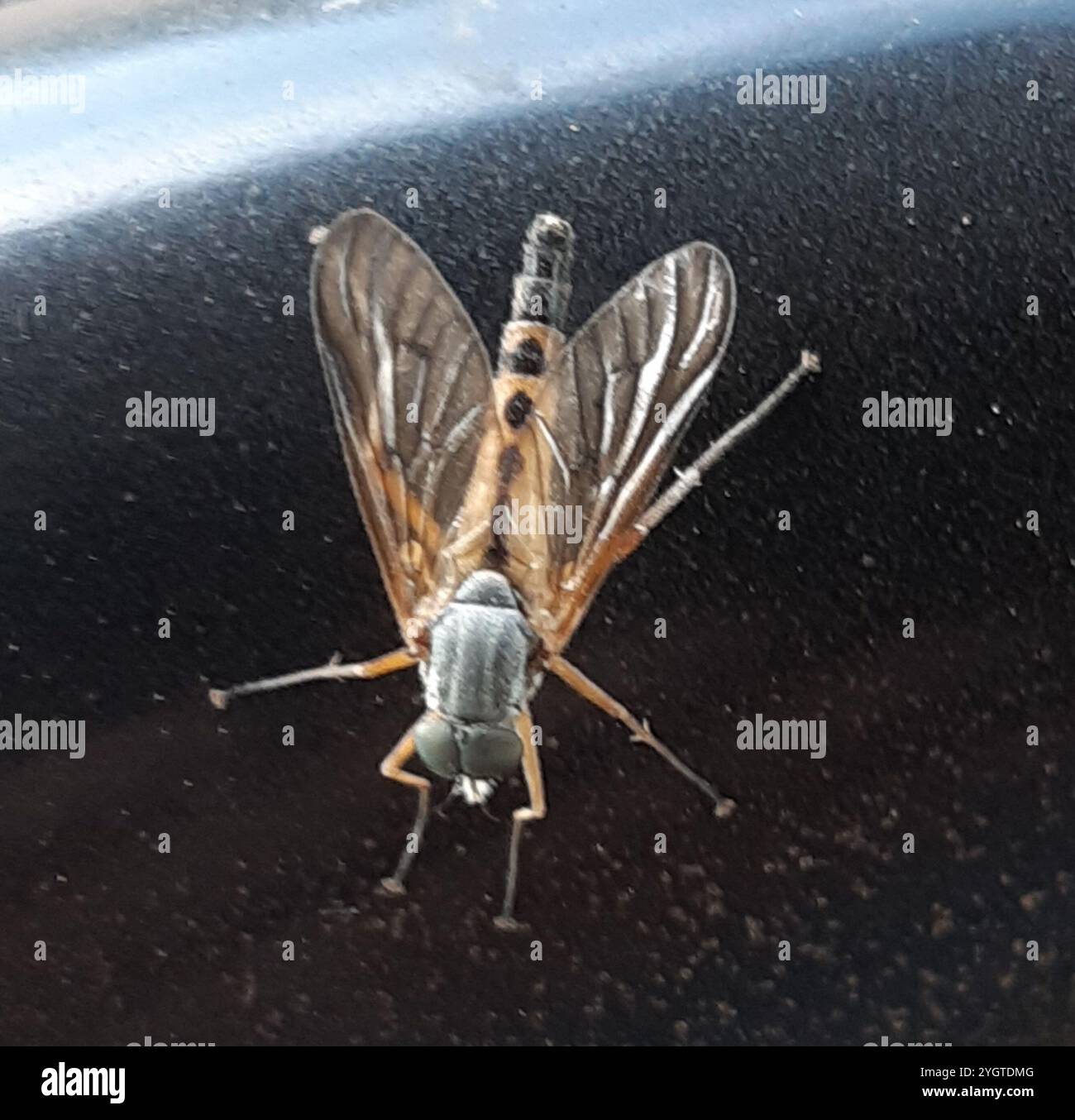 Rhagio tringarius hi-res stock photography and images - Alamy