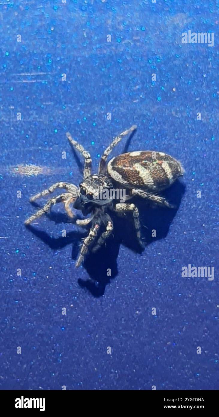 Zebra Jumping Spider (Salticus scenicus Stock Photo - Alamy