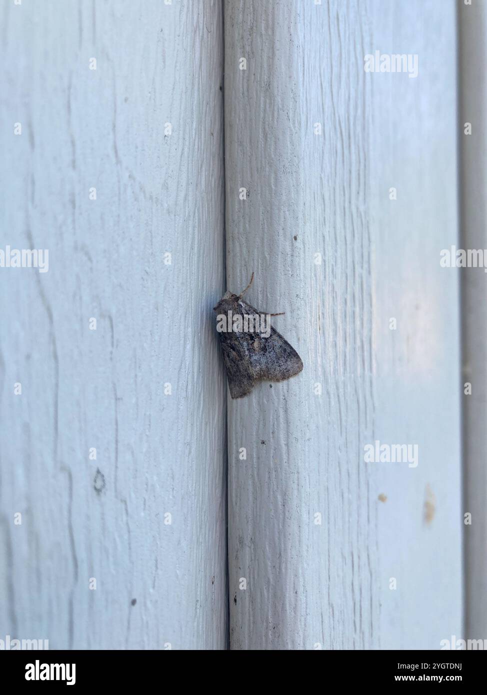 Disparaged Arches Moth (Orthodes detracta Stock Photo - Alamy