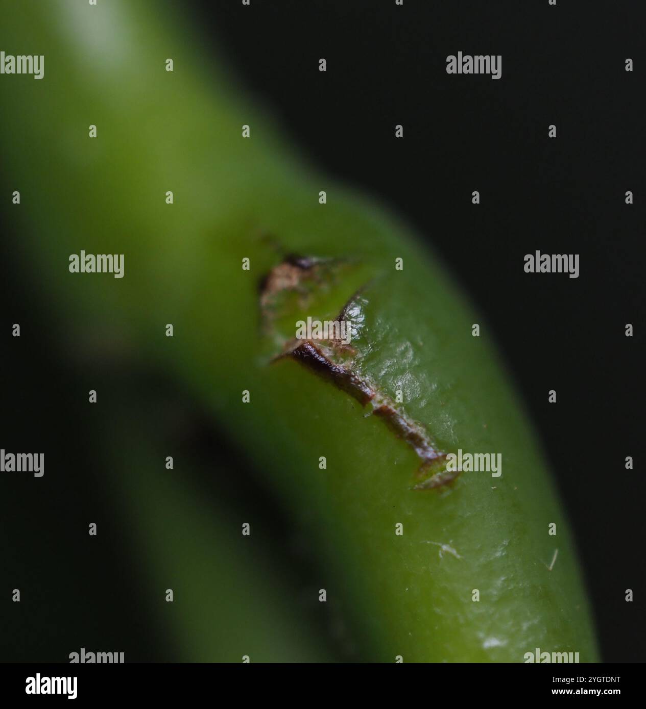 Winged and Once-winged Insects (Pterygota Stock Photo - Alamy