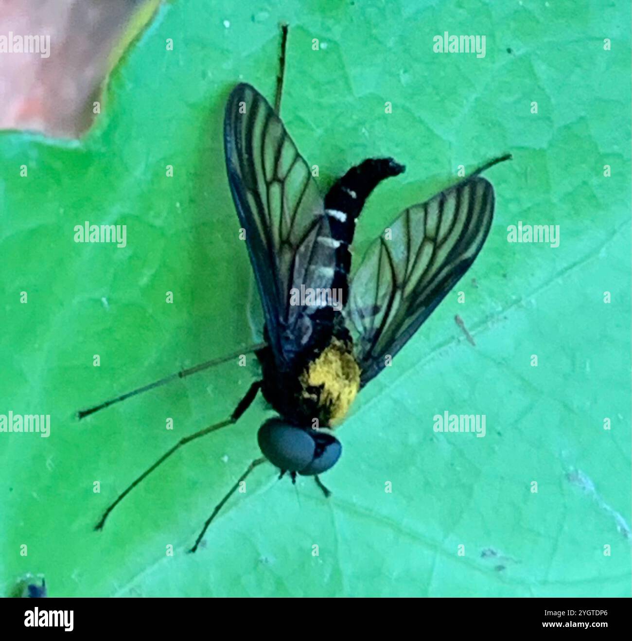 Golden-backed Snipe Fly (Chrysopilus thoracicus Stock Photo - Alamy