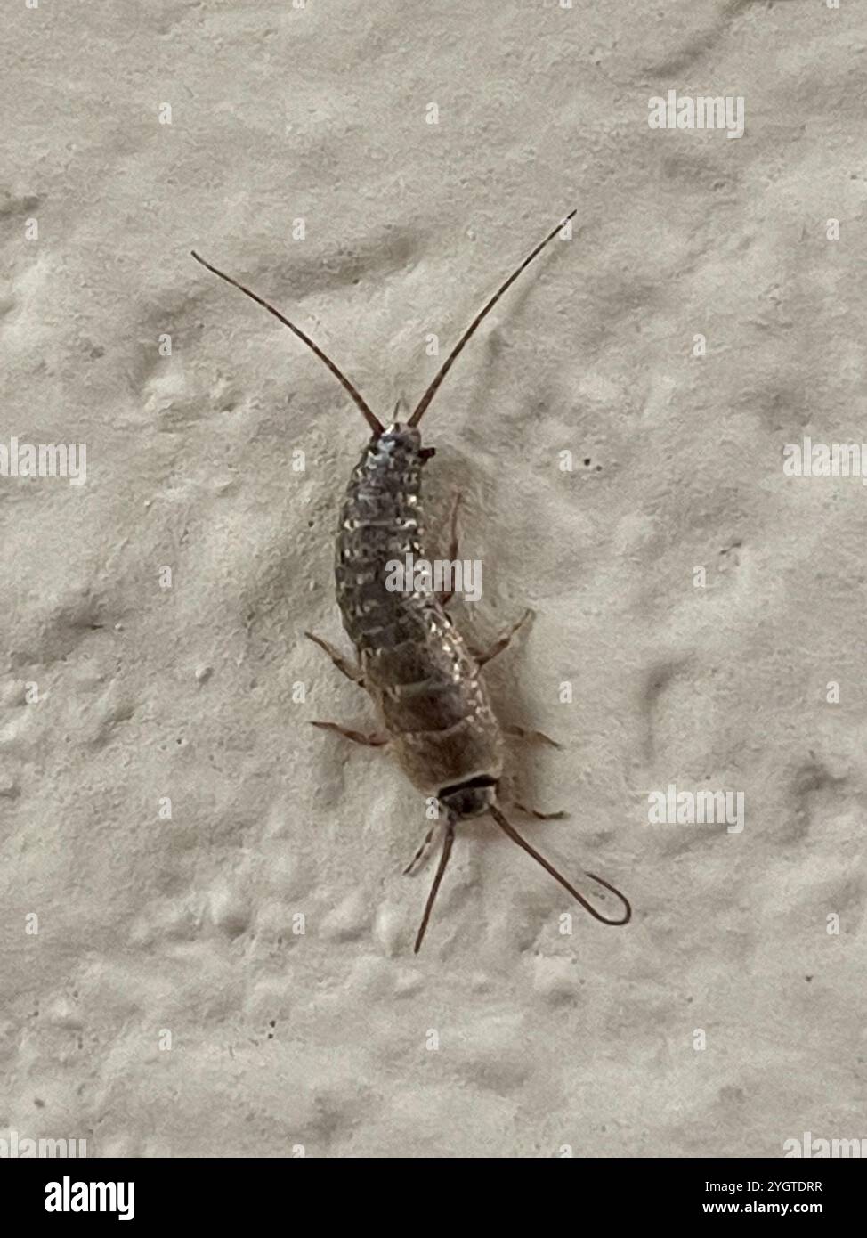 Long tailed silverfish hi-res stock photography and images - Alamy
