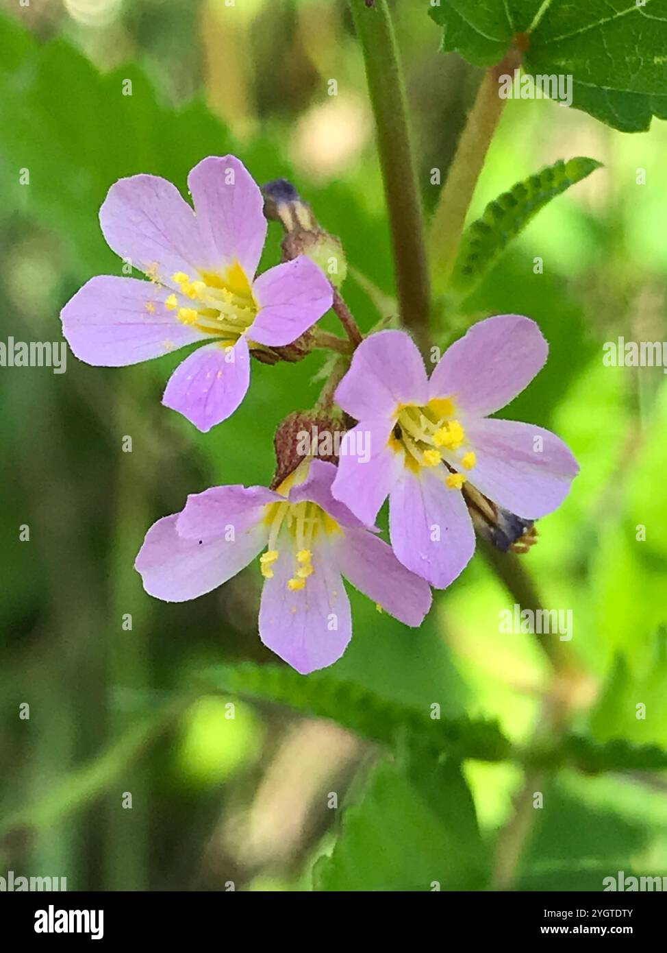 Pyramid Flower (Melochia pyramidata Stock Photo - Alamy