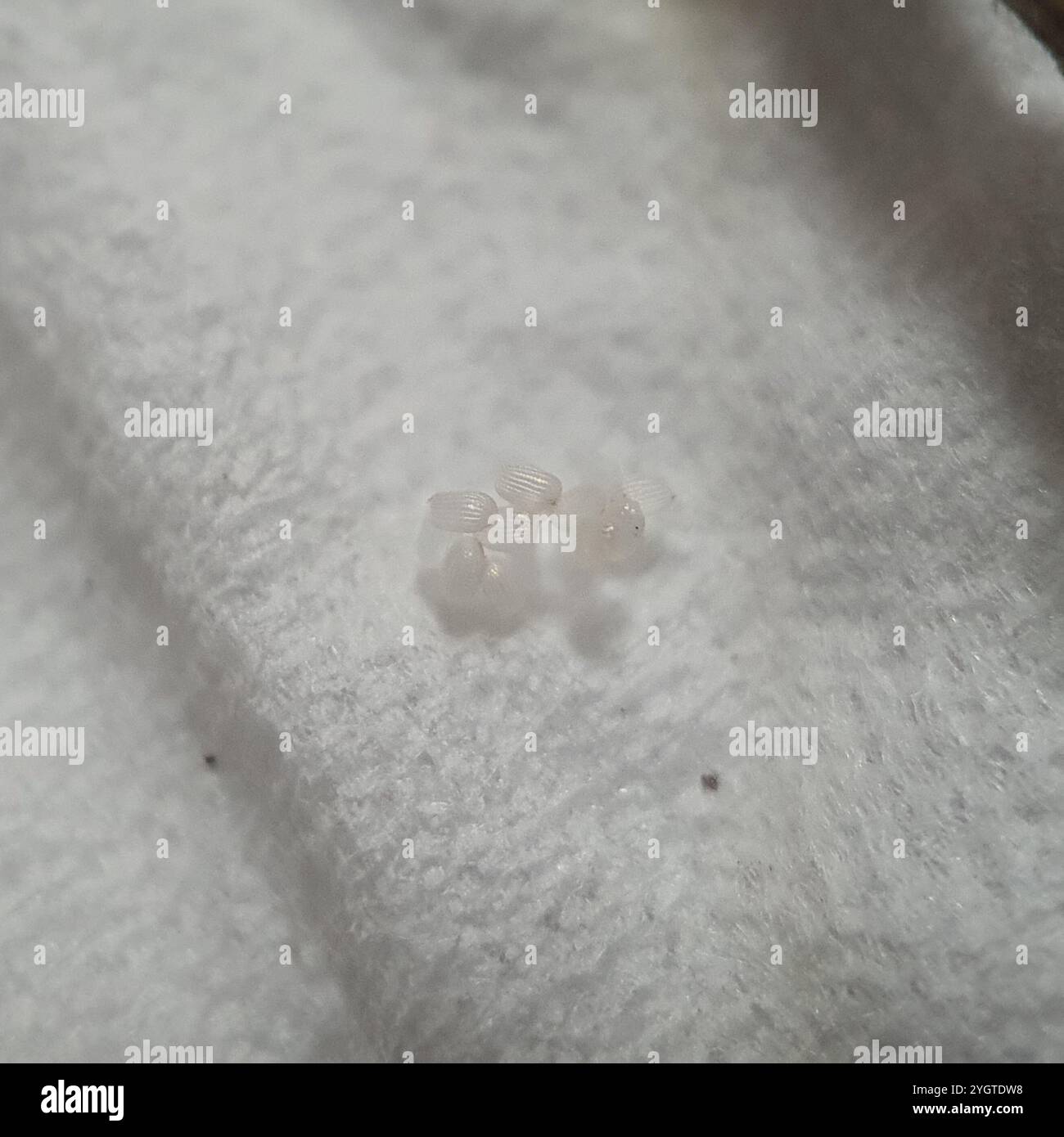 Varied Wave Moth (Scopula optivata Stock Photo - Alamy