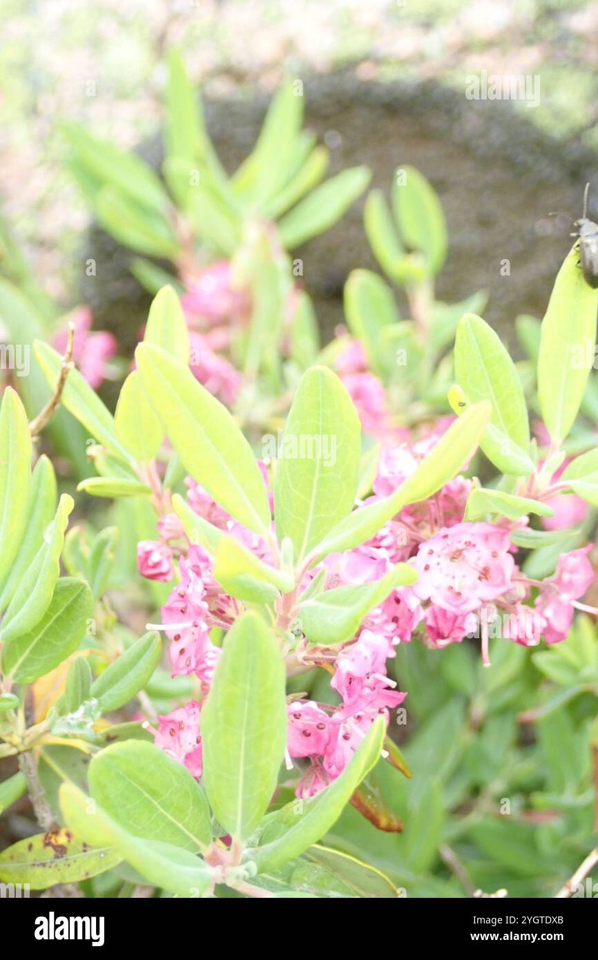 sheep laurel (Kalmia angustifolia Stock Photo - Alamy