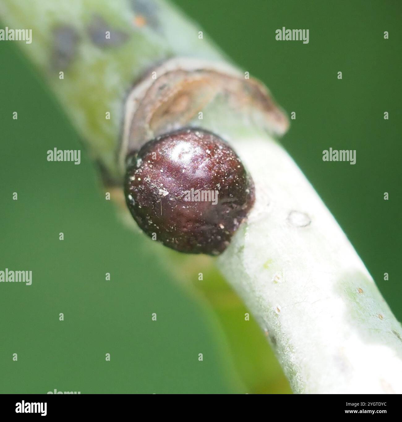 European Fruit Scale (Parthenolecanium corni Stock Photo - Alamy