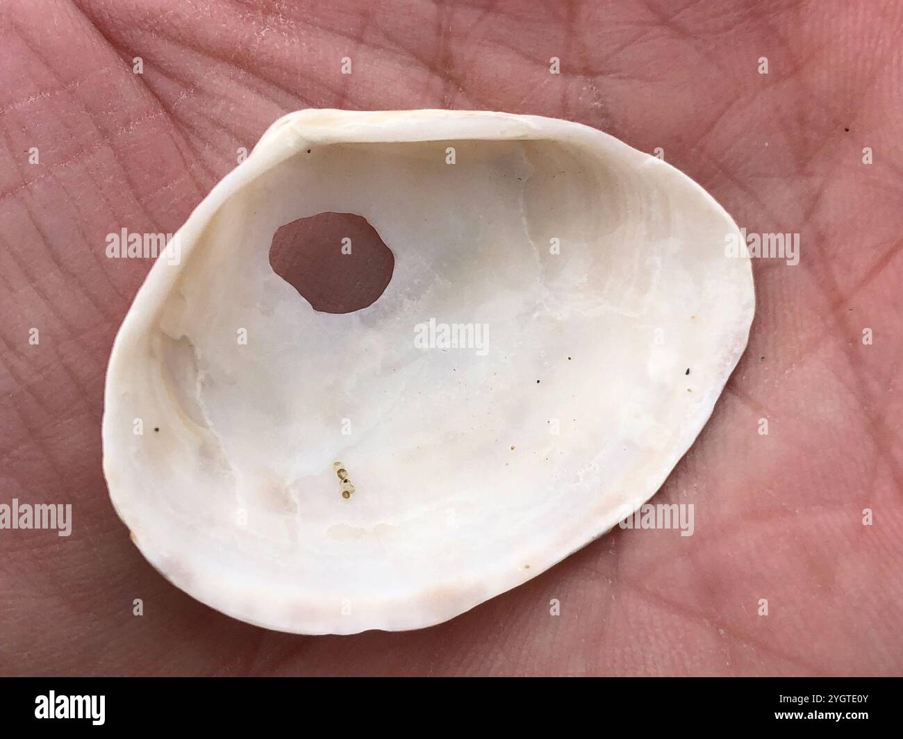 Macoma nasuta hi-res stock photography and images - Alamy
