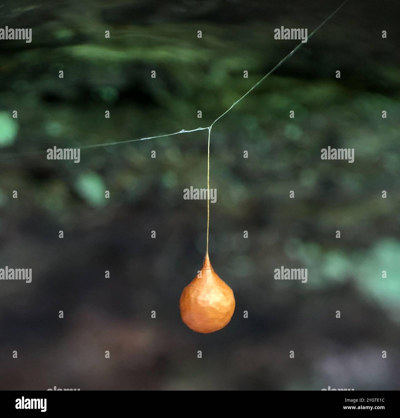 ray spiders (Theridiosoma Stock Photo - Alamy