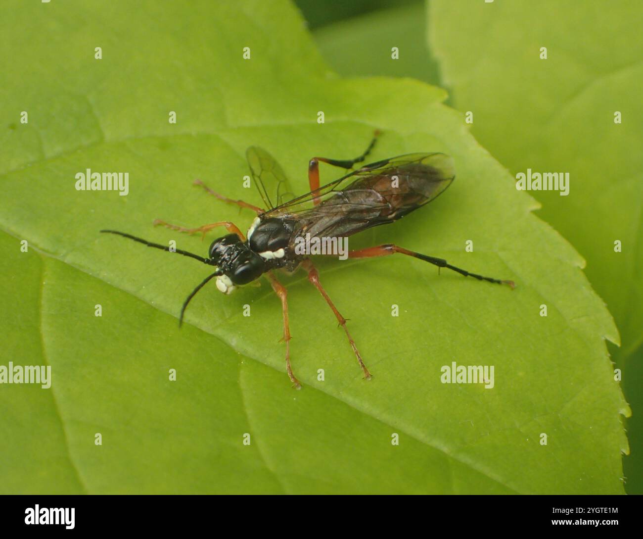 Common Sawflies (Tenthredinidae Stock Photo - Alamy
