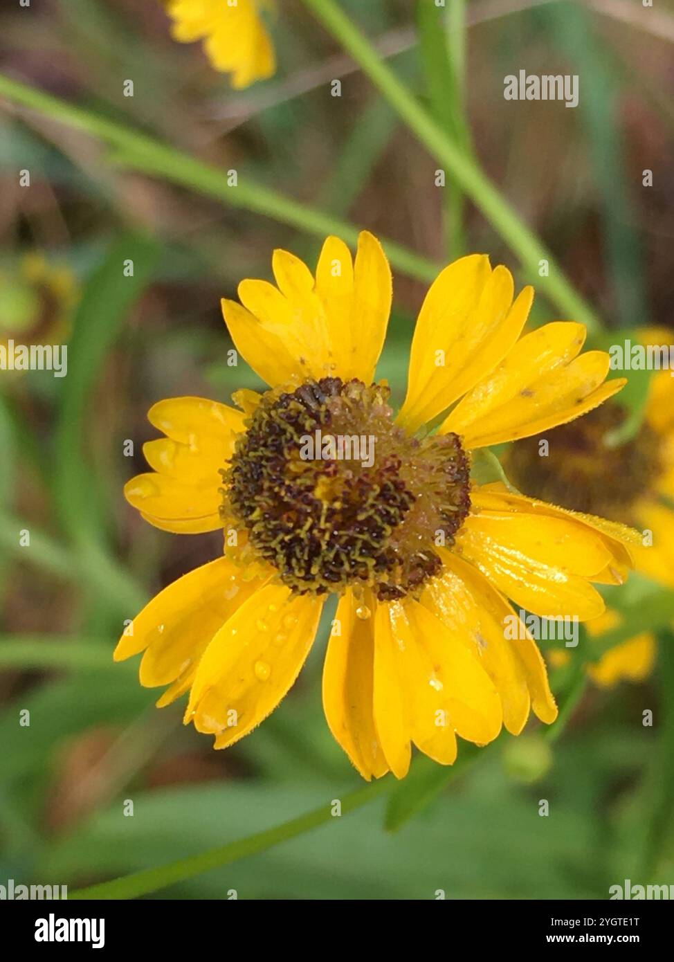 Southern Sneezeweed (Helenium flexuosum Stock Photo - Alamy