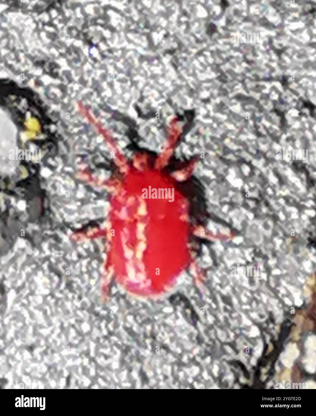 Sidewalk Mites (Balaustium Stock Photo - Alamy