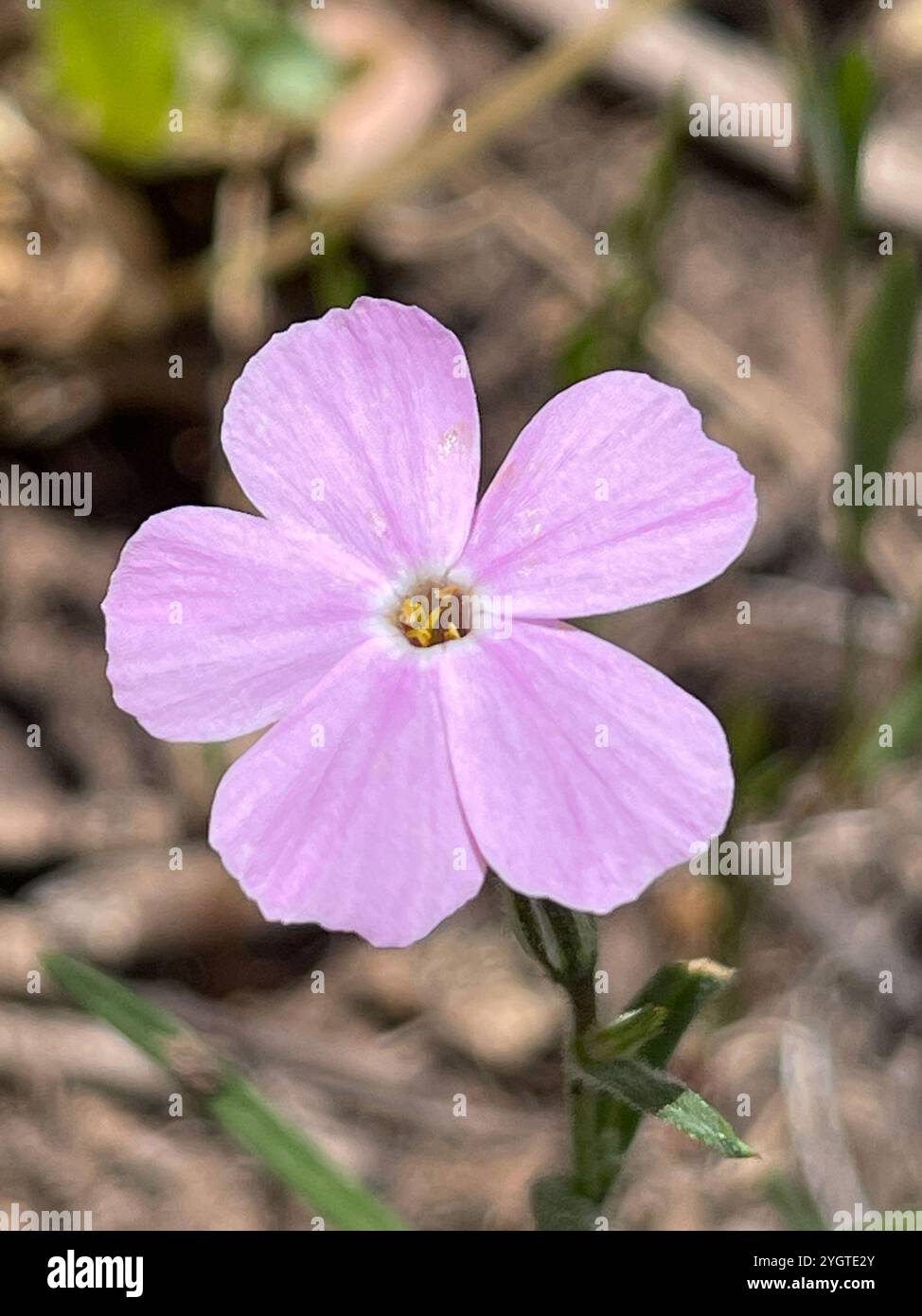 Longleaf Phlox (Phlox longifolia Stock Photo - Alamy